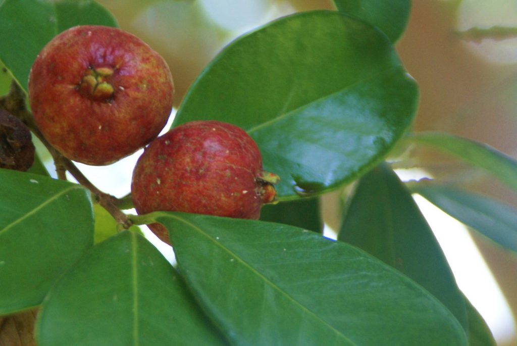 Cattley Guava, fruit (Psidium cattleyanum) - Michael A. Gilkey, Inc.