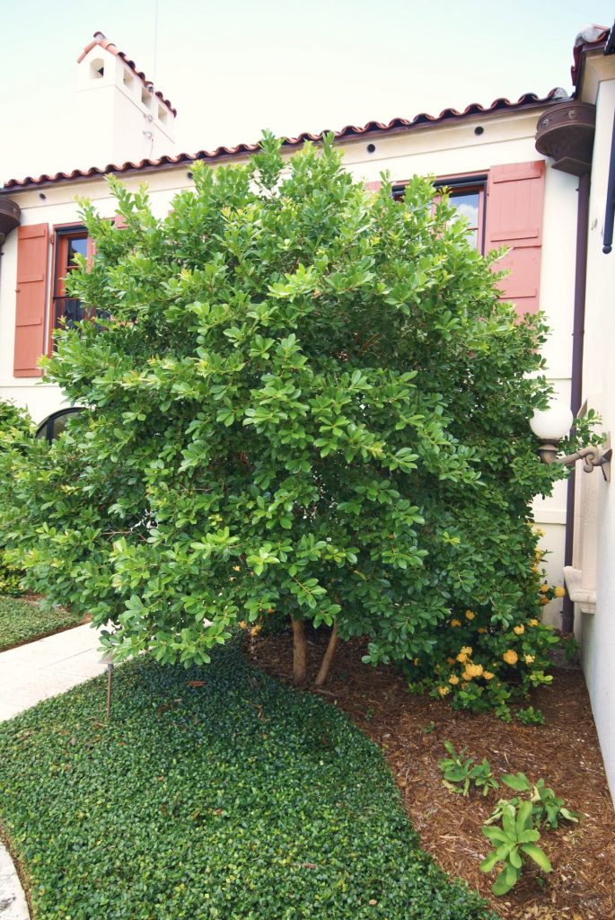 Cattley Guava (Psidium cattleyanum) - Michael A. Gilkey, Inc.