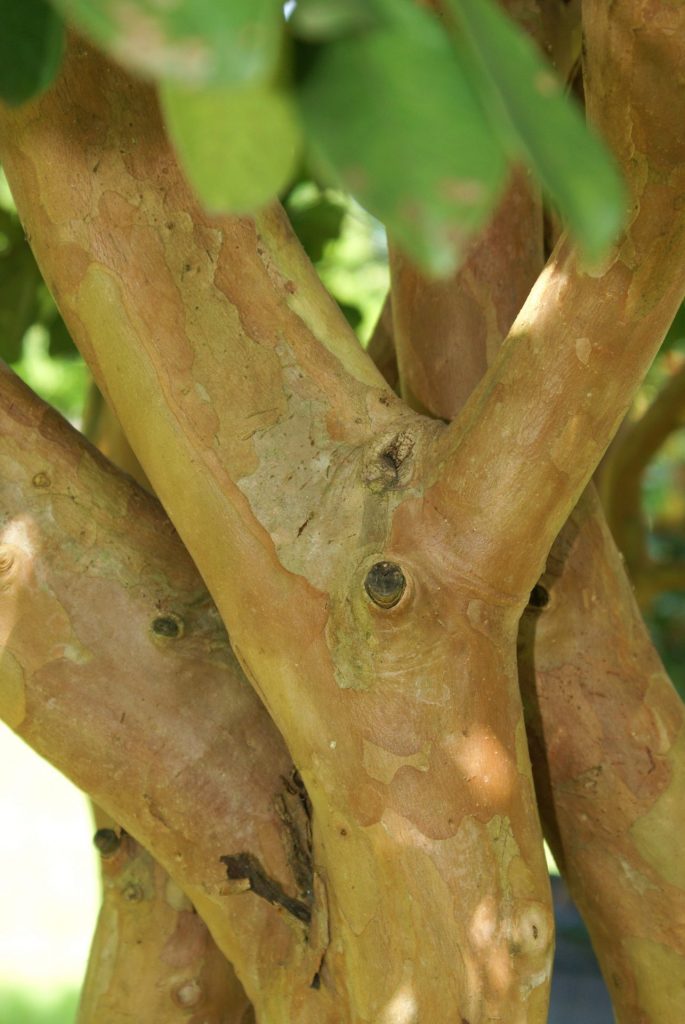 Cattley Guava, trunk (Psidium cattleyanum) - Michael A. Gilkey, Inc.