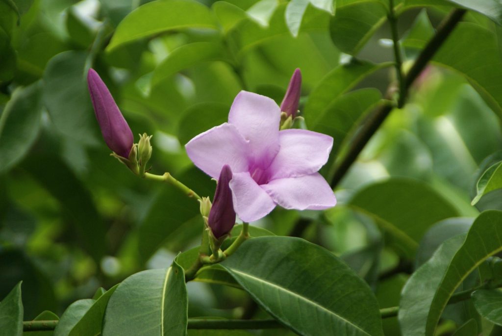 African Rubber Vine (Cryptostegia grandiflora) - Michael A. Gilkey, Inc.