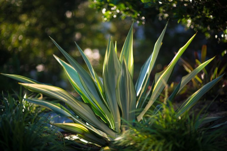 False Agave (Furcraea foetida ‘variegata’) - Michael A. Gilkey, Inc.