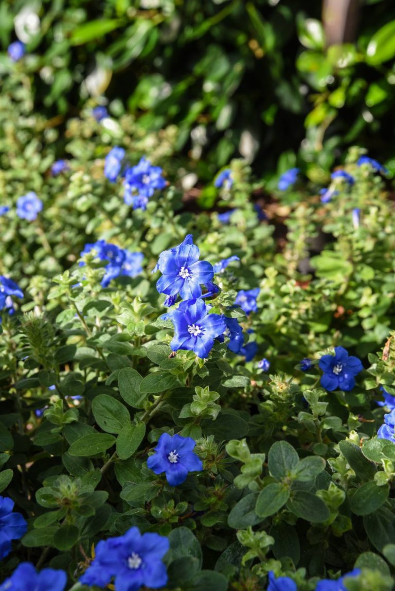 Blue Daze (Evolvulus glomeratus 'Blue Daze') - Michael A. Gilkey, Inc.