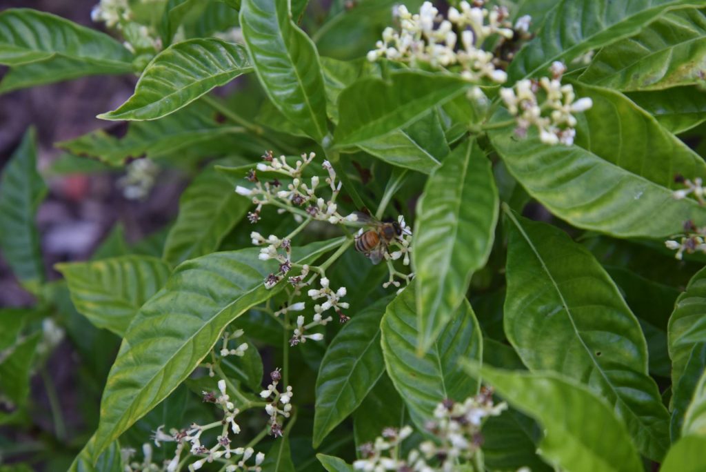 Wild Coffee (Psychotria nervosa) - Michael A. Gilkey, Inc.