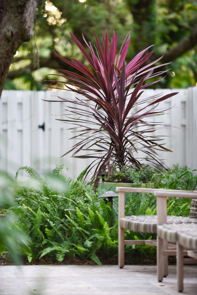 Red Ti (Cordyline terminalis) - Michael A. Gilkey, Inc.