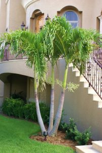 Christmas Palm, triple (Adonidia merrillii) - Michael A. Gilkey, Inc.