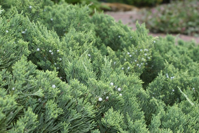 Parson's Juniper (Juniperus 'Parsonii') - Michael A. Gilkey, Inc.