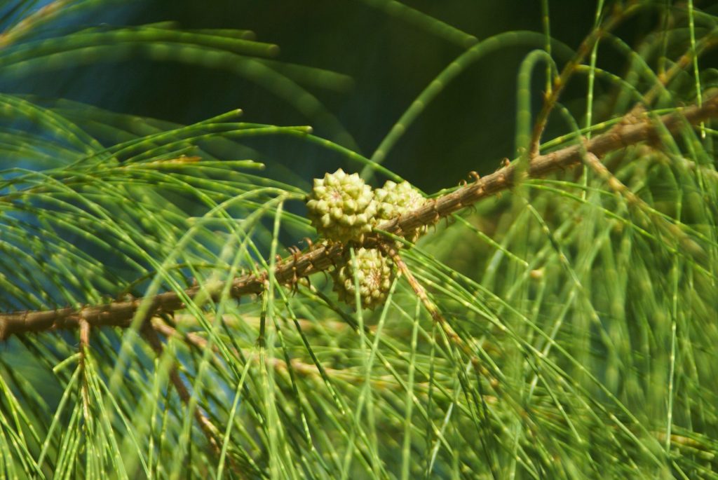 Slash Pine (Pinus elliottii) - Michael A. Gilkey, Inc.