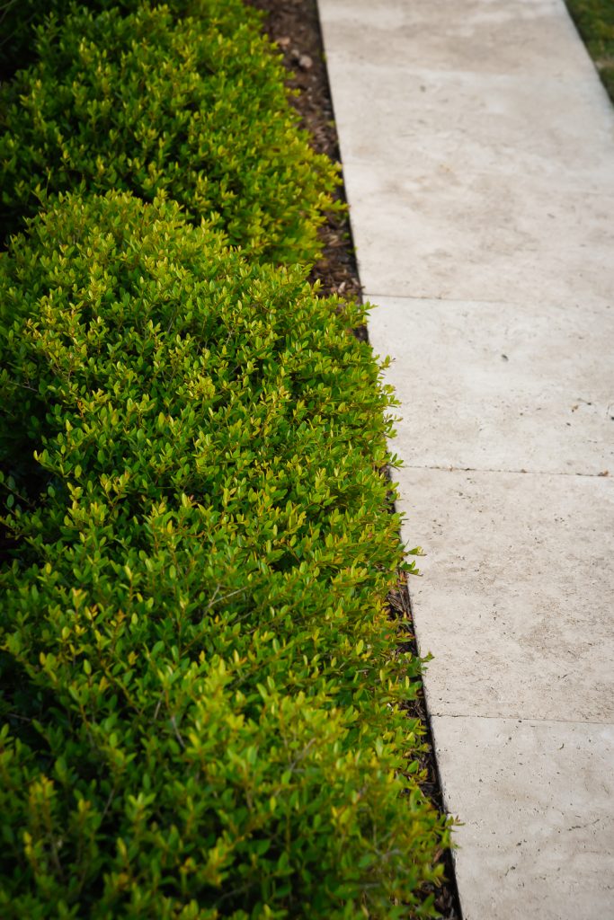 Dwarf Schillings Holly (Ilex vomitoria ‘Schillings Dwarf’) - Michael A ...