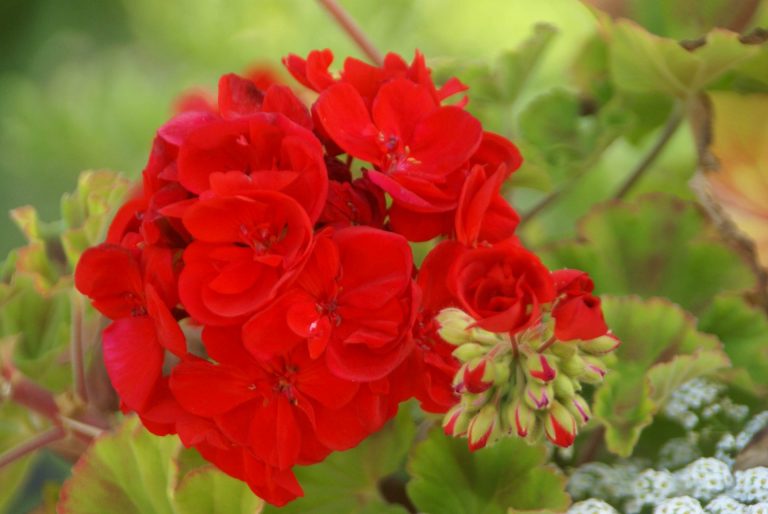 Geranium, red (Pelargonium spp.) - Michael A. Gilkey, Inc.
