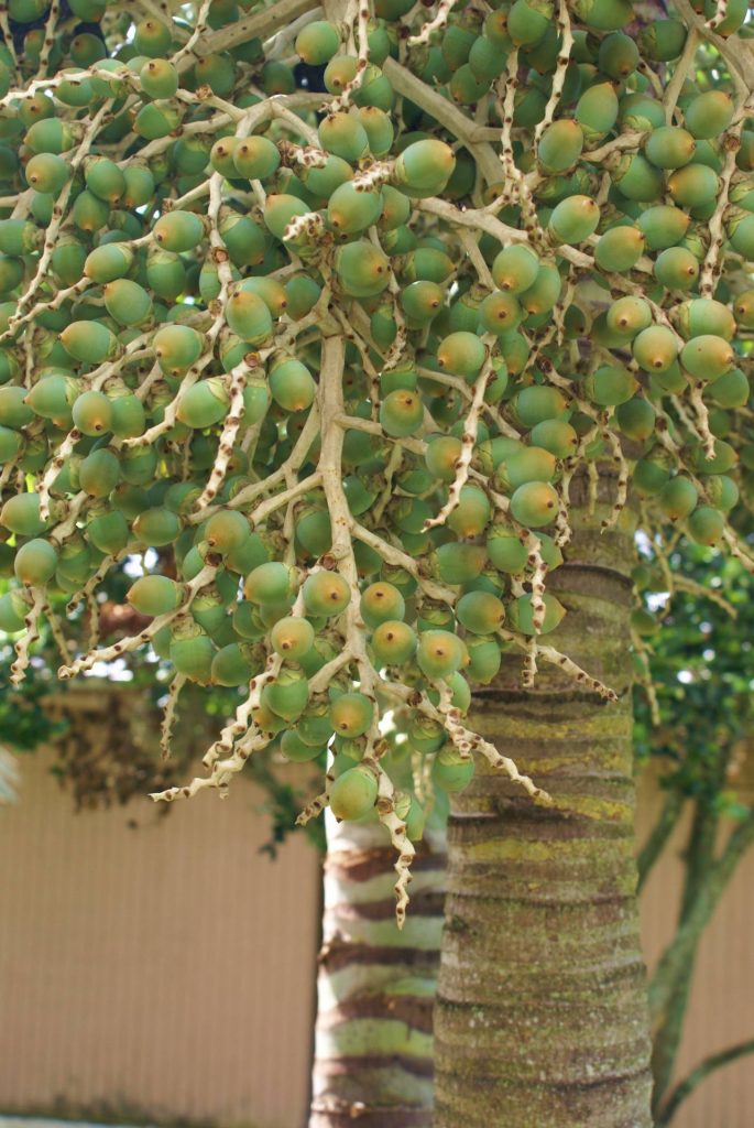 Montgomery Palm, Fruit (Veitchia montgomeryana) - Michael A. Gilkey, Inc.