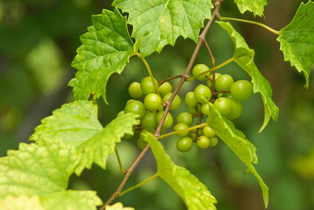 Muscadine Grapes (Vitis rotundifolia) - Michael A. Gilkey, Inc.