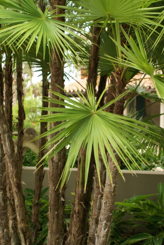 Paurotis Palm, frond (Acoelorrhaphe wrightii) - Michael A. Gilkey, Inc.