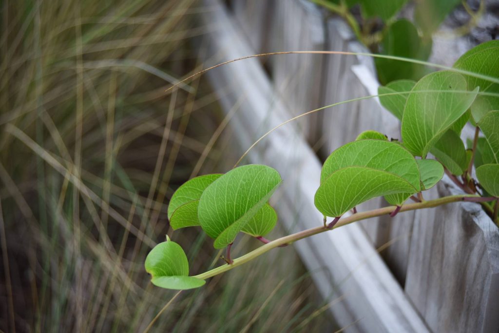 Railroad Vine (Ipomoea pescaprae) - Michael A. Gilkey, Inc.