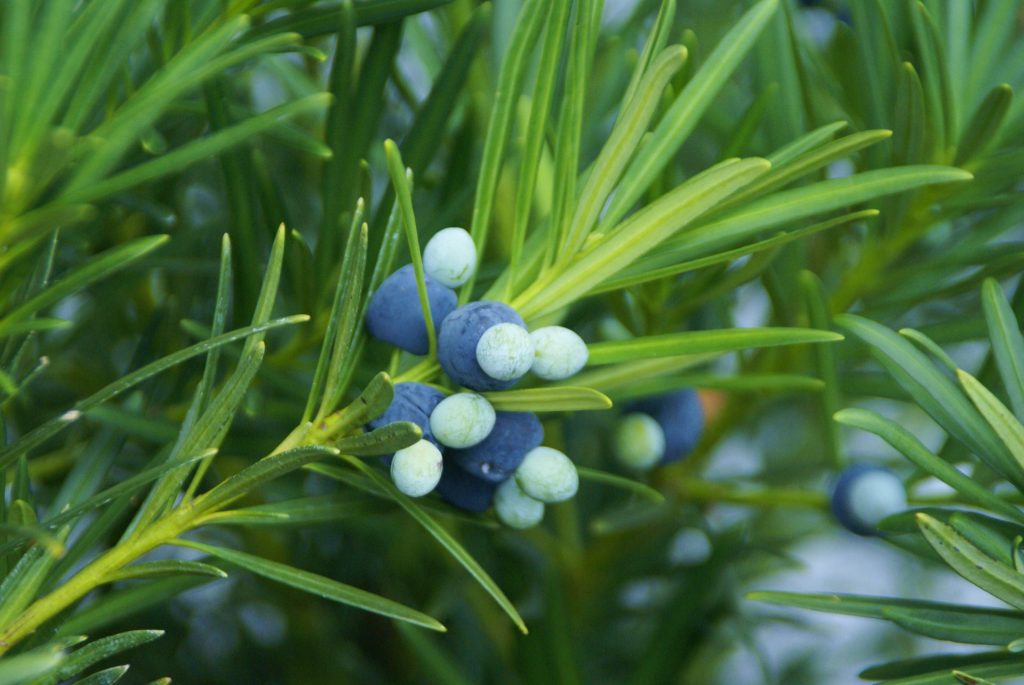 Podocarpus, berries (Podocarpus macrophylla) - Michael A. Gilkey, Inc.