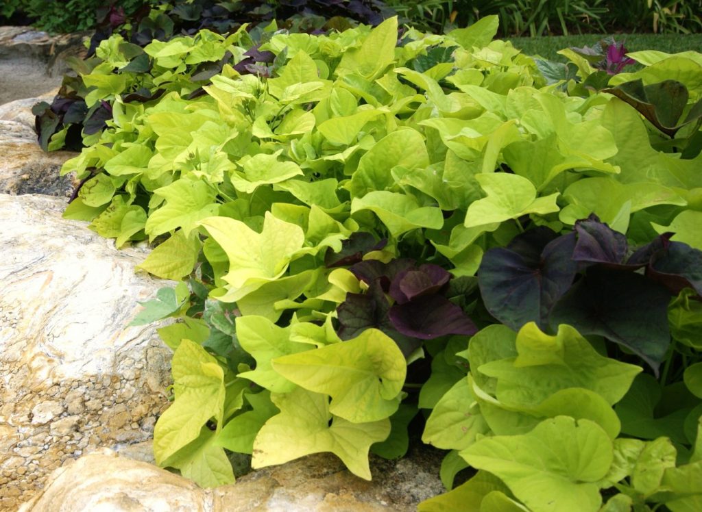 Sweet Potato Vine, mixed colors - Michael A. Gilkey, Inc.