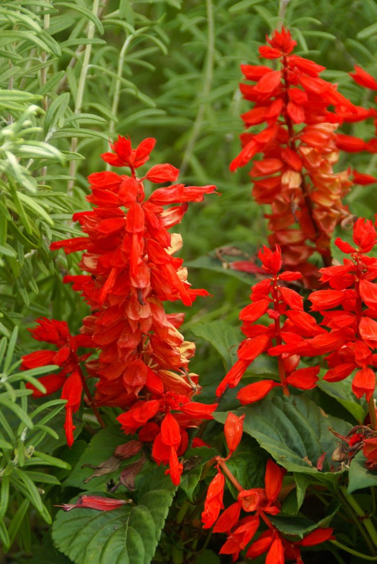 Salvia, red (Salvia splendens) - Michael A. Gilkey, Inc.