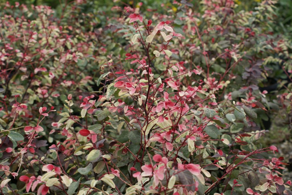 Snowbush (Breynia disticha) - Michael A. Gilkey, Inc.